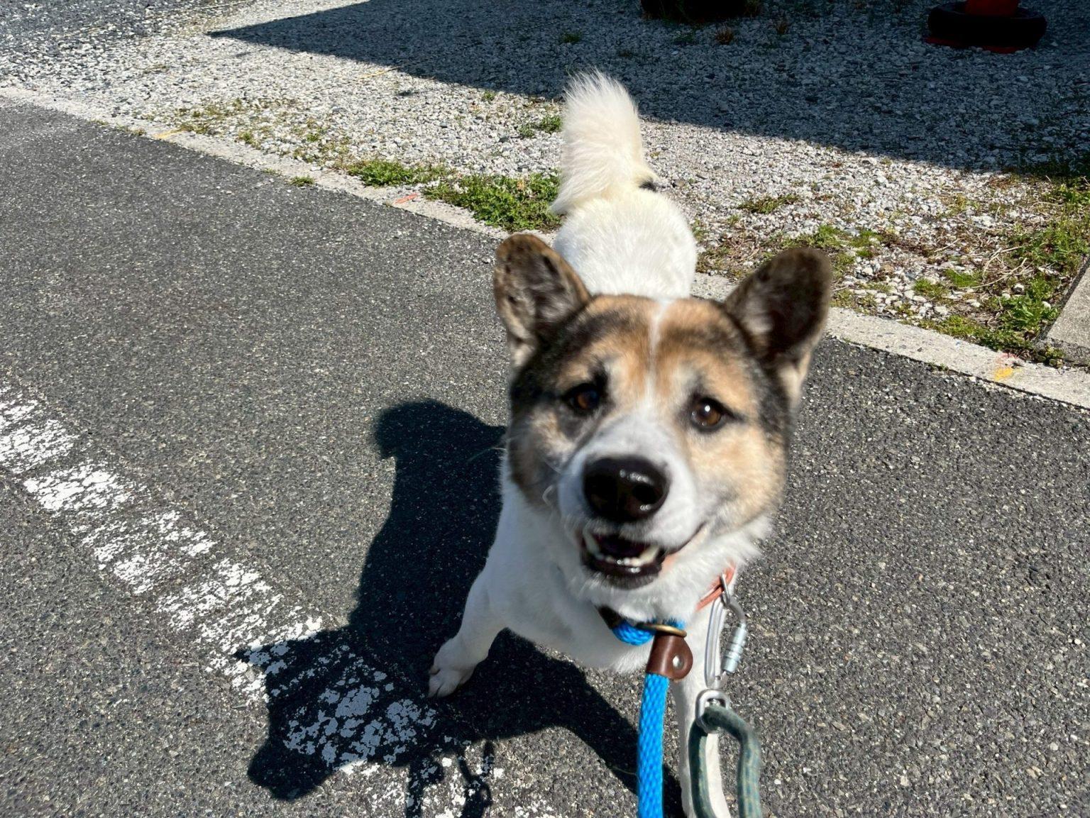 しまお(雑種) - ADOPTION PARK