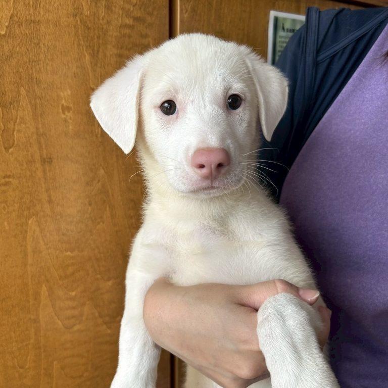 ダイアナ(雑種) - ADOPTION PARK