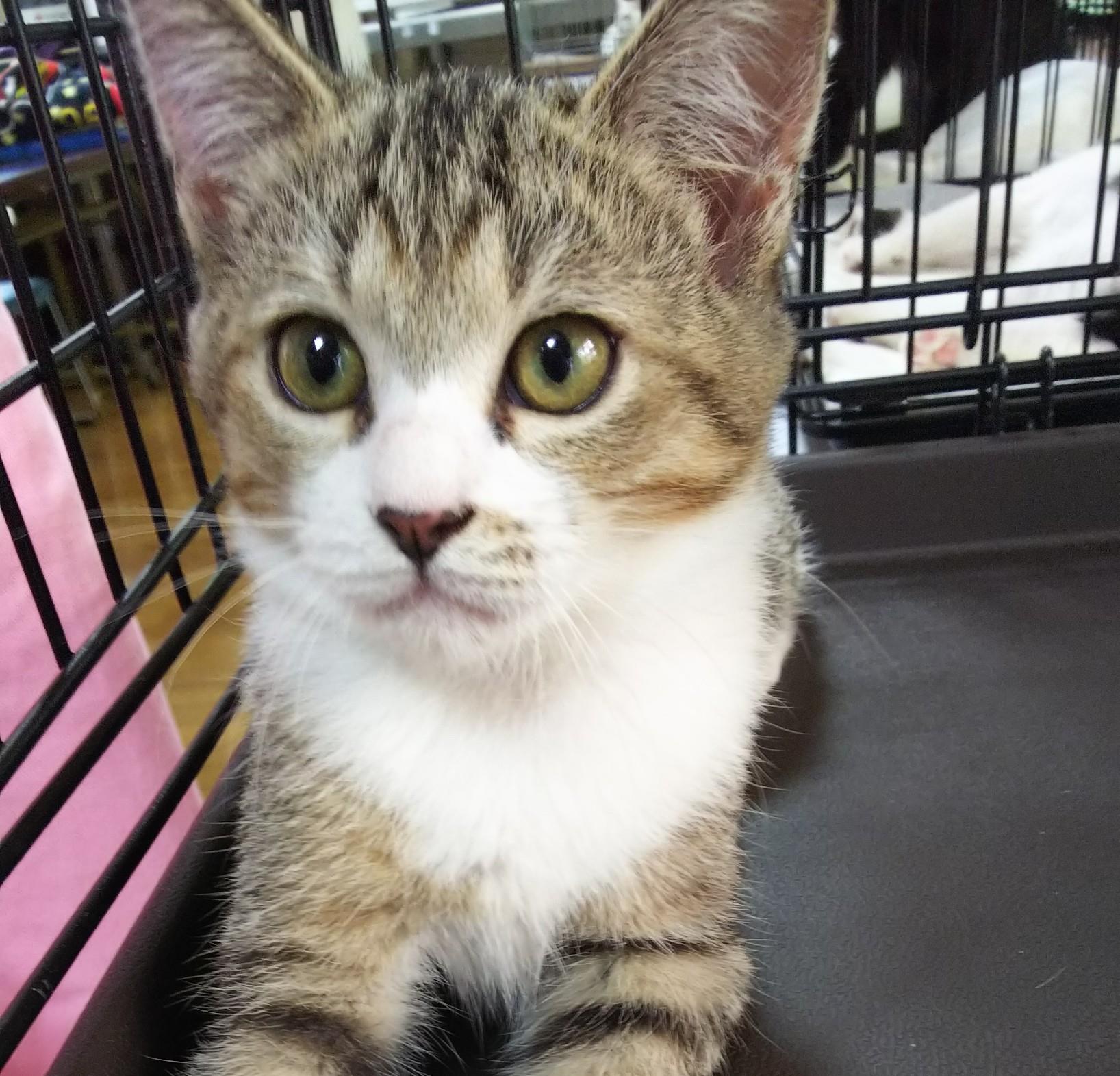 アキト() - ADOPTION PARK