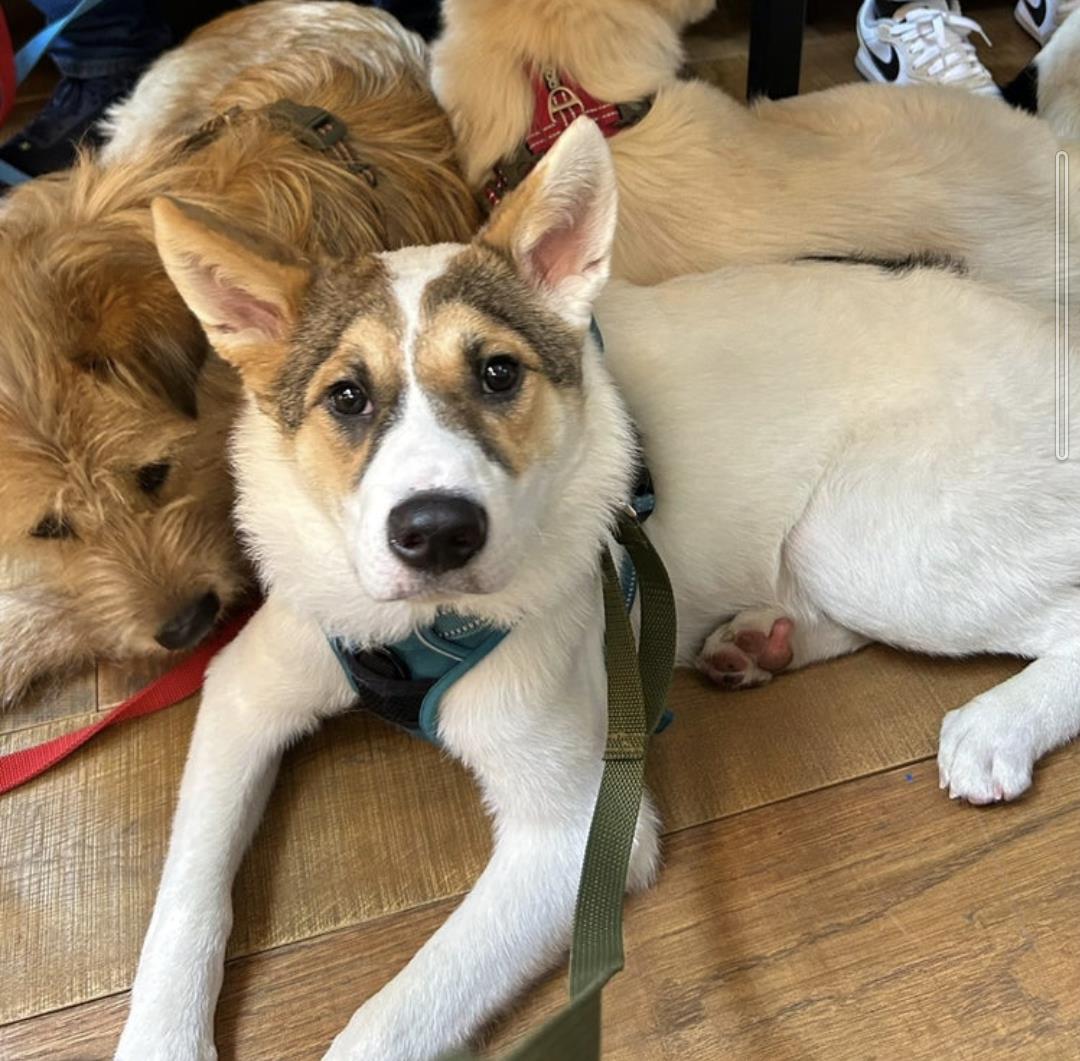 パピヒコ() - ADOPTION PARK