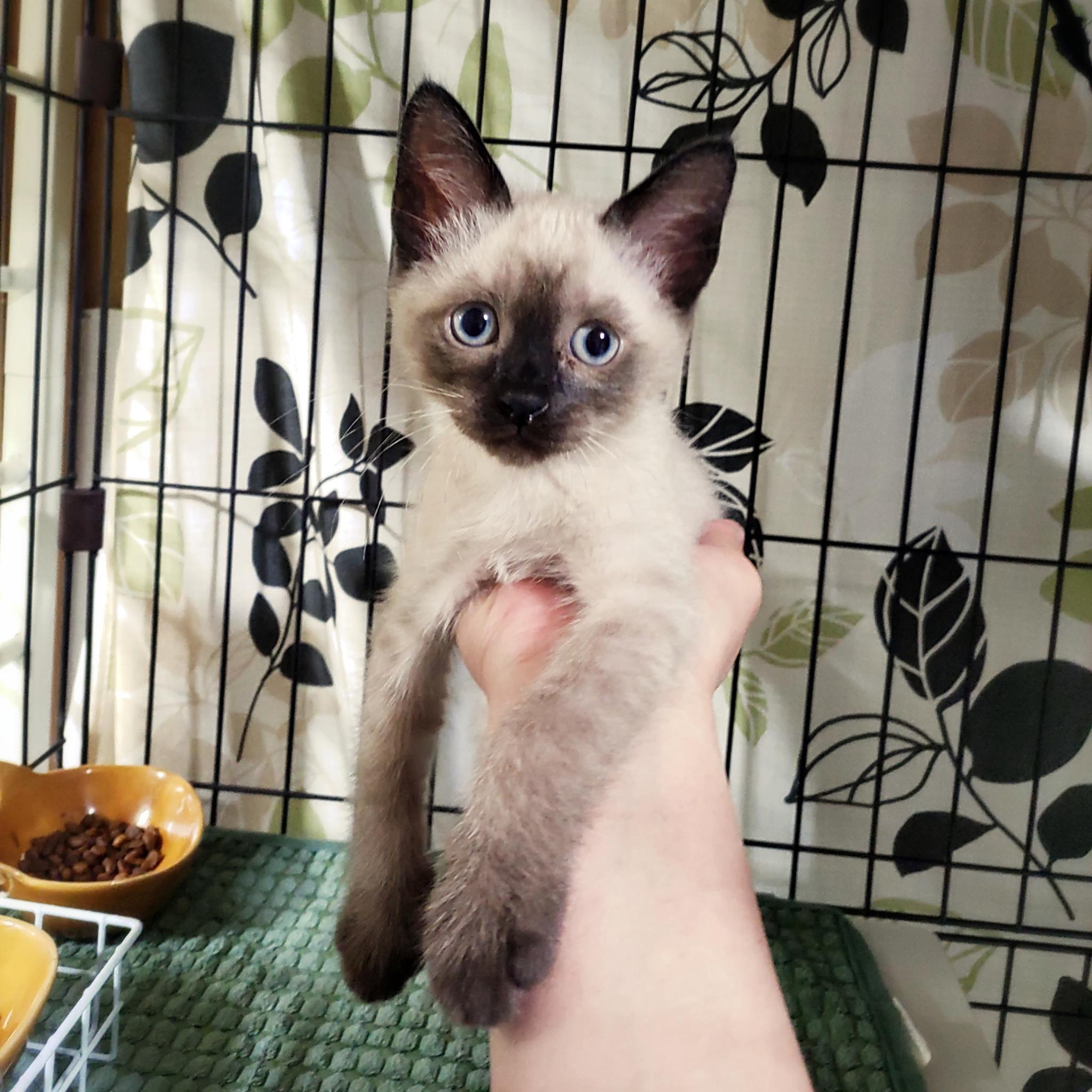 ひろ() - ADOPTION PARK