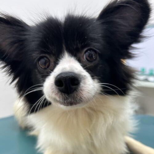 ぱせり(雑種) - ADOPTION PARK