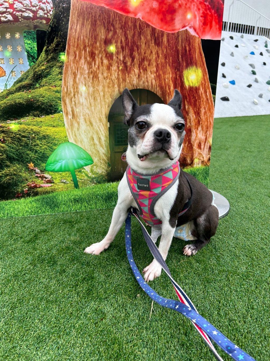 バブルス(ボストン・テリア) - ADOPTION PARK