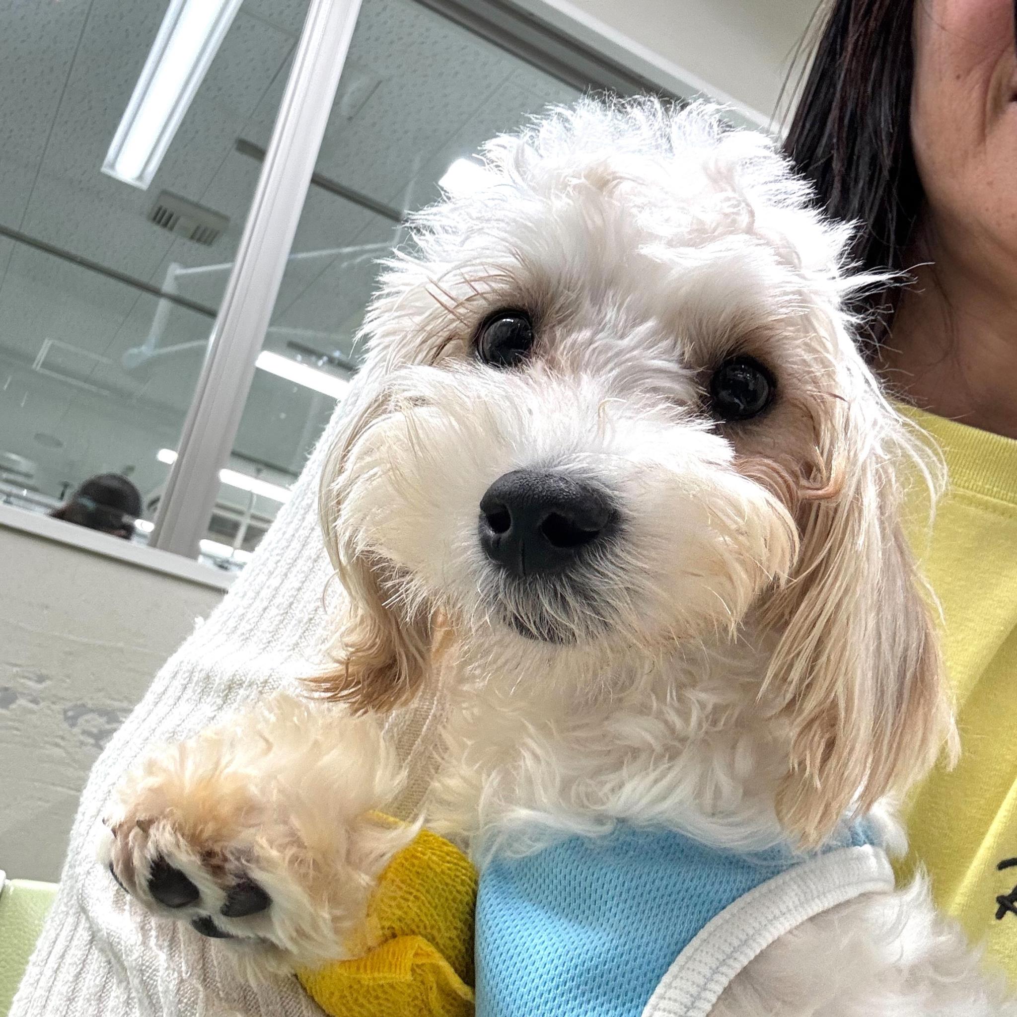 シャンタ(トイ・プードル/マルチーズ/ヨークシャー・テリア) - ADOPTION PARK