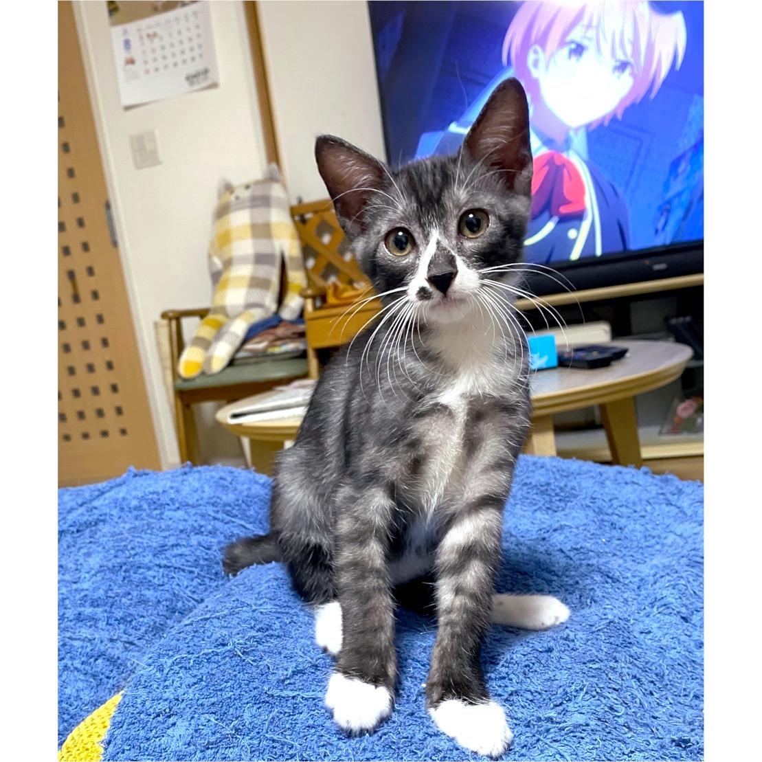 大翔(だいしょう)(灰白猫) - ADOPTION PARK