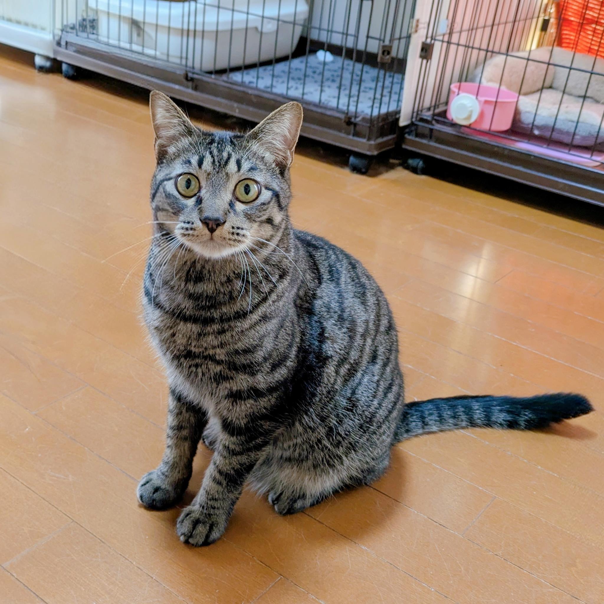 おくら(キジトラ猫) - ADOPTION PARK