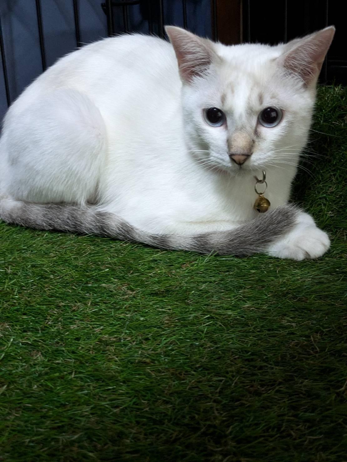 チャコちゃん(シャム) - ADOPTION PARK