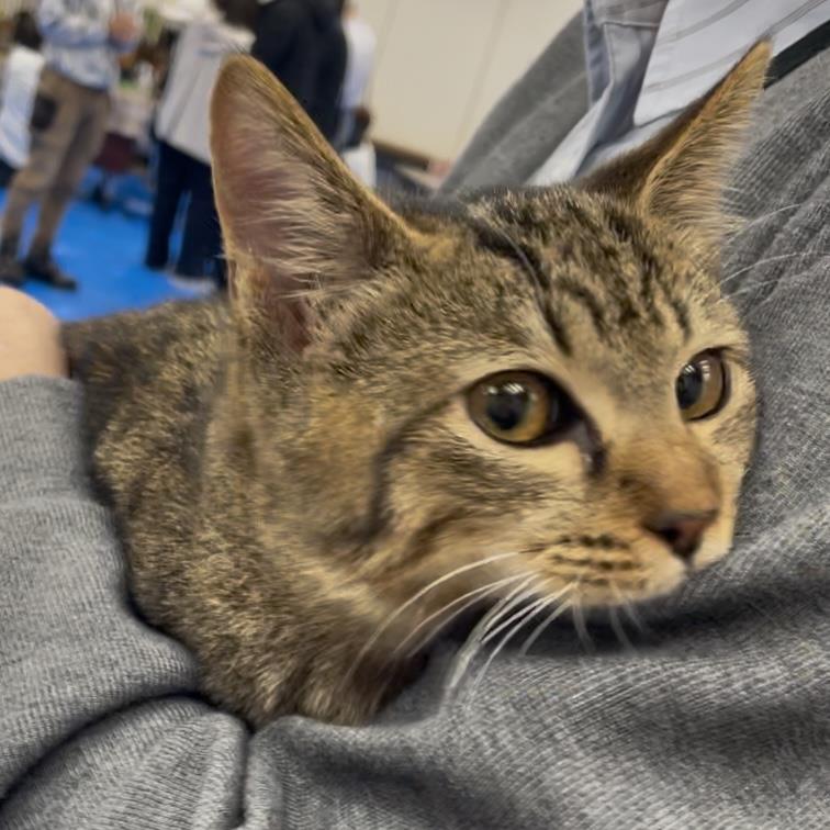 しっぽ(キジトラ猫) - ADOPTION PARK