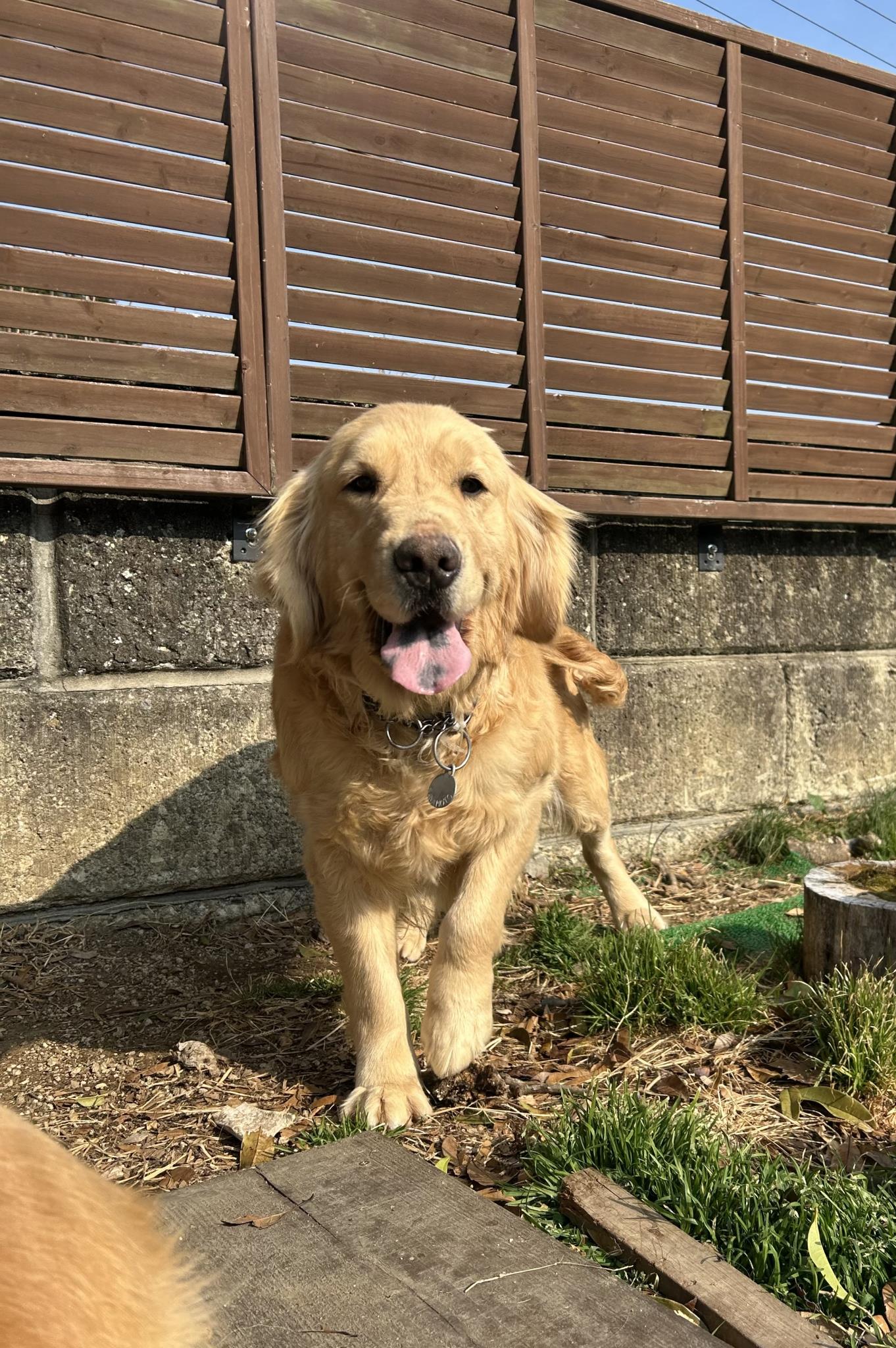 こむぎ(ゴールデンレトリーバー) - ADOPTION PARK